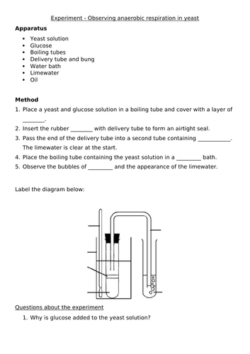Yeast Fermentation Worksheet | Teaching Resources