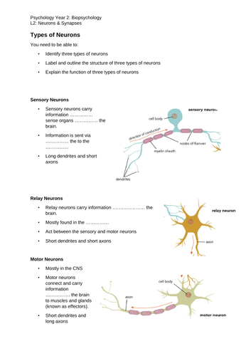 L2: Neurons & Synapses - Biopsychology - AQA Psychology | Teaching ...