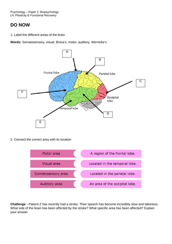 L4: Plasticity - Biopsychology - AQA Psychology | Teaching Resources