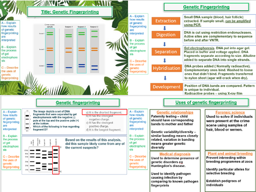 Genetic Fingerprinting - PCR - AQA A Level Biology- 21. Recombinant DNA ...