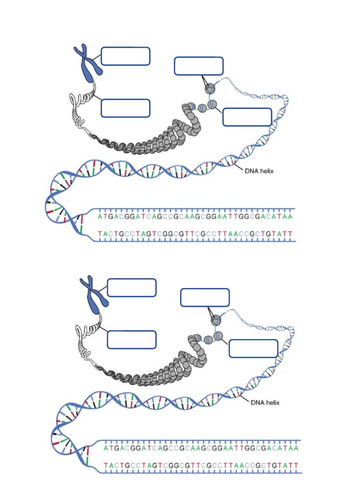 The control of gene expression - AQA A Level Biology (A2) - Section 8 ...