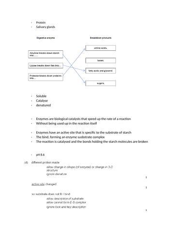 IGCSE CIE A3 Exam sheet - Enzymes | Teaching Resources