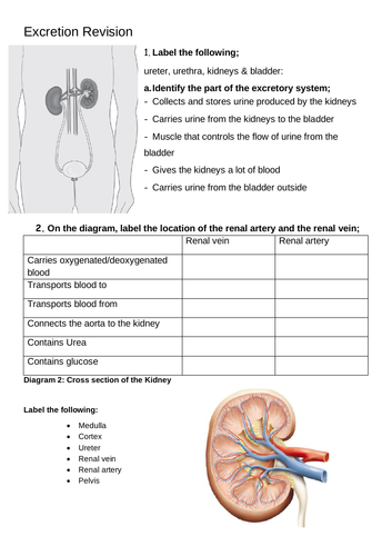 End of Topic Revision: Human Excretion IGCSE | Teaching Resources