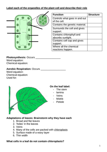 End of Topic Revision: Plant nutrition, transport and reproduction ...