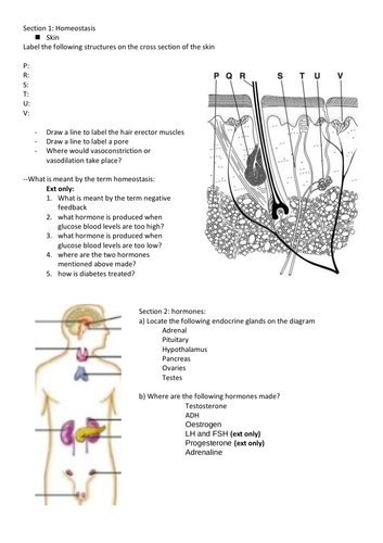 End of Topic Revision: Homeostasis and Hormones IGCSE | Teaching Resources