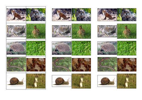 Food Webs Cut & Stick | Teaching Resources