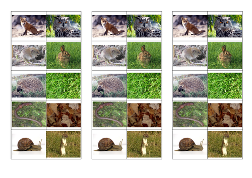 Food Webs Cut & Stick | Teaching Resources