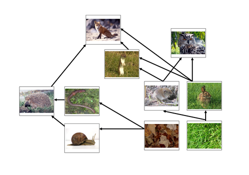 Food Webs Cut & Stick | Teaching Resources