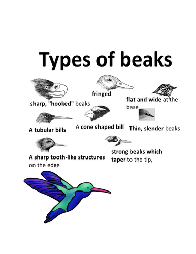 A P Biology Genetics & Evolution lab Adapt of Bird Beaks Darwin ...