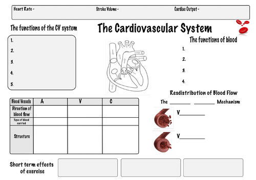 Cardiovascular System GCSE PE (Edexcel) Revision Sheet | Teaching Resources