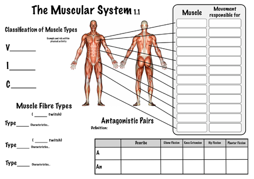 Muscular System GCSE PE (Edexcel) Revision Sheet | Teaching Resources