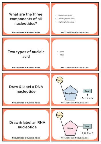 OCR 'A' A-level Biology Module 2 Revision Flashcards | Teaching Resources