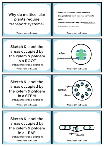 OCR 'A' A-level Biology Module 3 Revision Flashcards | Teaching Resources