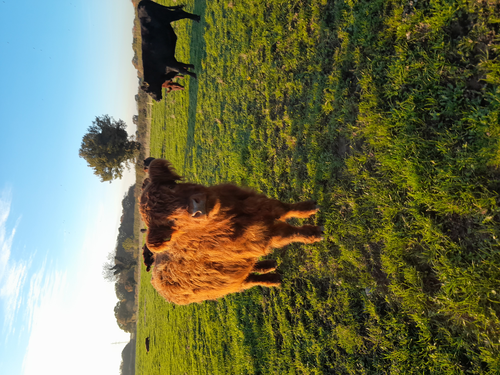 Digital Functional Skills - Module 2 - Creating & Editing - Unit 2.2 - Formatting Images ...