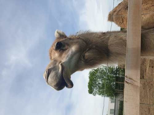 Digital Functional Skills - Module 2 - Creating & Editing - Unit 2.2 - Formatting Images ...