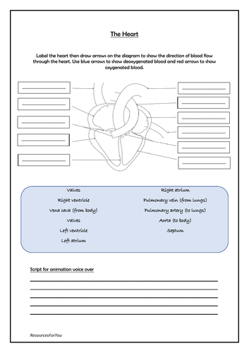 Science- Animals including Humans- The Heart- Year 6 | Teaching Resources