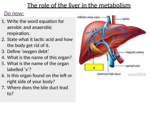 GCSE - Metabolisms and the role of the liver | Teaching Resources