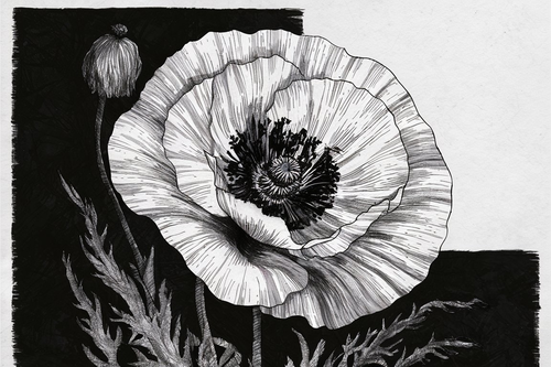 Remembrance Day WW1 World War 1 WW2 Coloring Sheets Colouring Pages ...