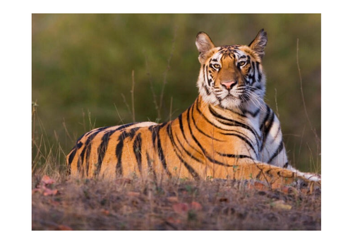 Tiger who came to tea EYFS resource pack | Teaching Resources