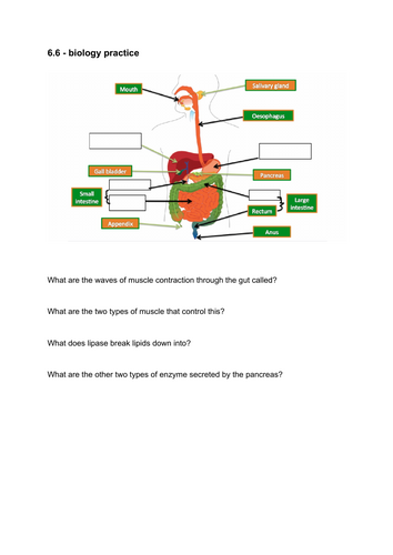 Biology practice test - digestive system | Teaching Resources