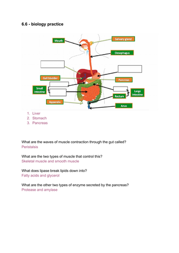 Biology practice test - digestive system | Teaching Resources