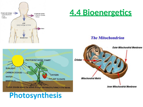 4.4 Bioenergetics | Teaching Resources