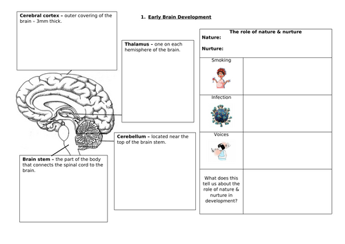AQA GCSE Psychology: Paper 1 - Development BUNDLE | Teaching Resources