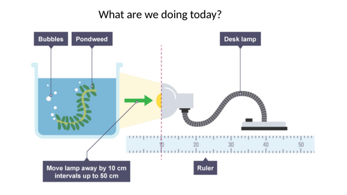 GCSE - Rate of Photosyntheis RP | Teaching Resources