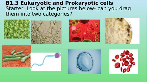 B1.3 Eukaryotic and Prokaryotic Trilogy Triple Lesson Plan Digital ...