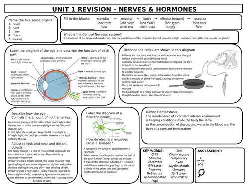 GCSE Biology - Completed Nerves & Hormones Revision Mat / Knowledge ...