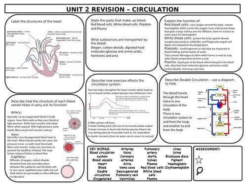 GCSE Biology - Completed Circulation Revision Mat / Knowledge Organiser ...