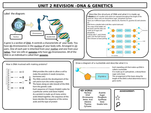 Gcse Biology Completed Dna And Genetics Revision Mat Knowledge