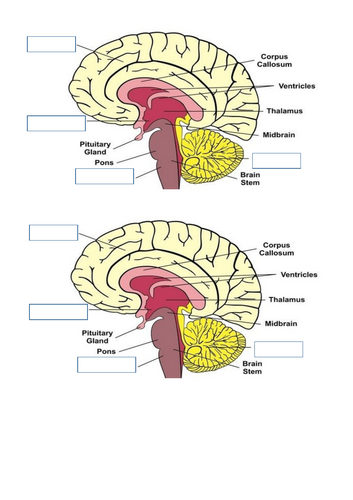 Body Systems KS3 | Teaching Resources