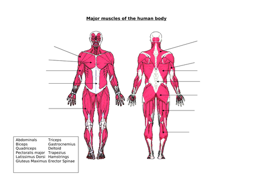 Body Systems KS3 | Teaching Resources