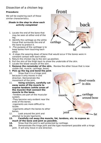 Body Systems KS3 | Teaching Resources