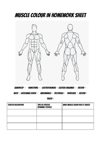 Muscle of the body - colour in sheet | Teaching Resources