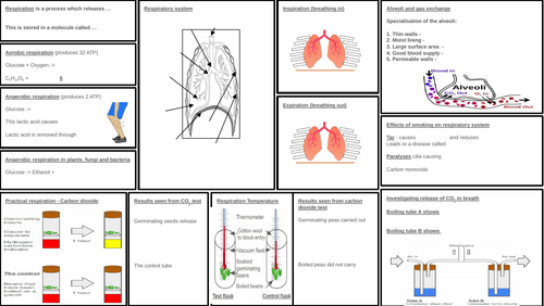 IGCSE Section 4 - Respiration and gas exchange Revision poster Biology ...