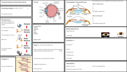 IGCSE Section 6 - The Nervous system and responding to Stimuli Revision ...
