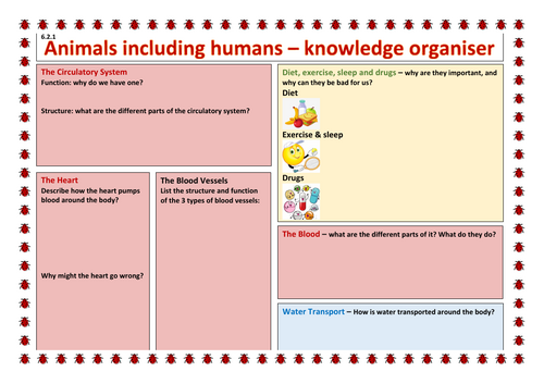 Yr6 Science: Animals Including Humans | Teaching Resources