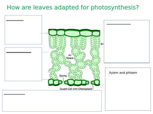 AQA Biology Plant Organisation | Teaching Resources