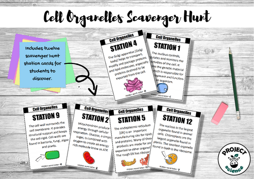 Cell Organelles Scavenger Hunt | Teaching Resources