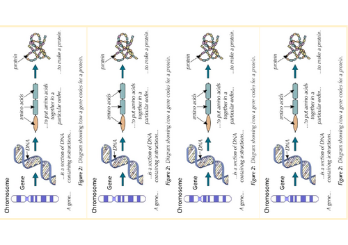 Aqa Gcse Biology Lesson 1 Dna And The Genome Inheritance Variation And Evolution Topic