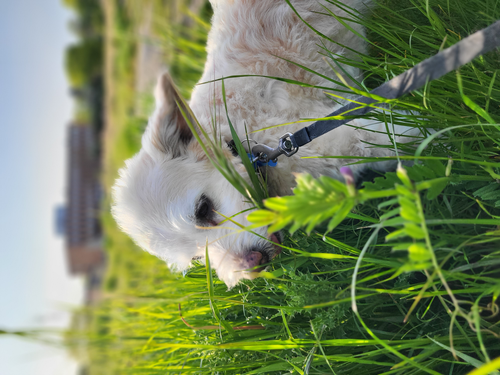 Digital Functional Skills - Module 2 - Creating & Editing - Unit 2.3 - Combining Text & Images ...