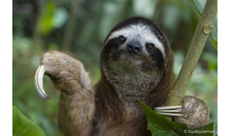 Pre release article Preparation SNAB 2024 | Teaching Resources