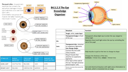 AQA Triple Biology - The Eye Knowledge organiser | Teaching Resources