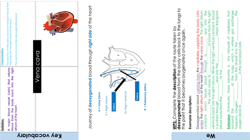 The journey of deoxygenated blood | Teaching Resources
