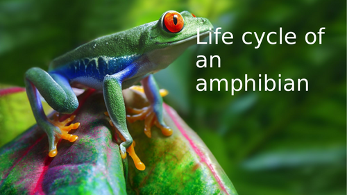 Life Cycle of Amphibians | Teaching Resources