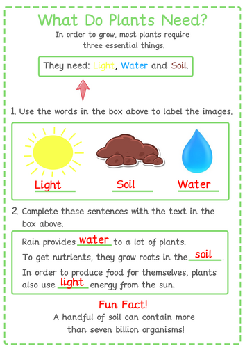 KS1 Science Plants Worksheet | Teaching Resources
