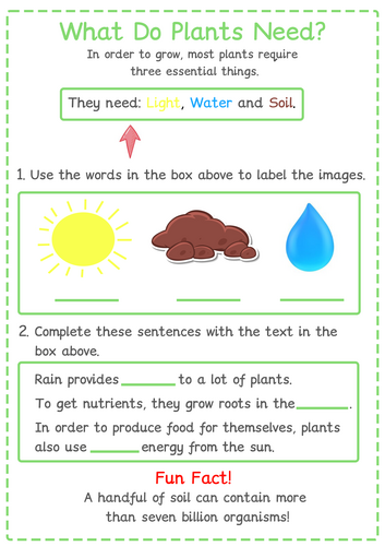 KS1 Science Plants Worksheet | Teaching Resources