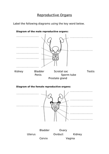 Reproductive organs - KS2/KS3 Biology | Teaching Resources